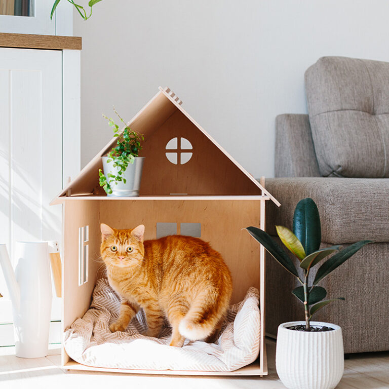 Faire un coin pour votre chat : tous nos conseils – Blog BUT