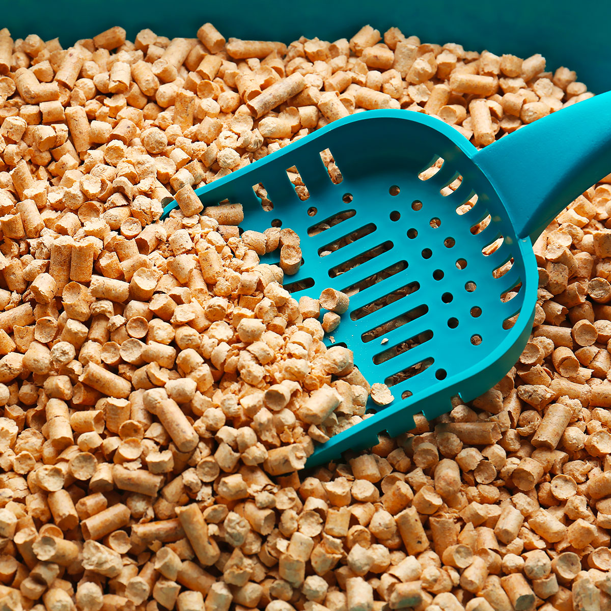 Comment s'y prendre pour attirer un chat dans sa litière ? – Blog BUT