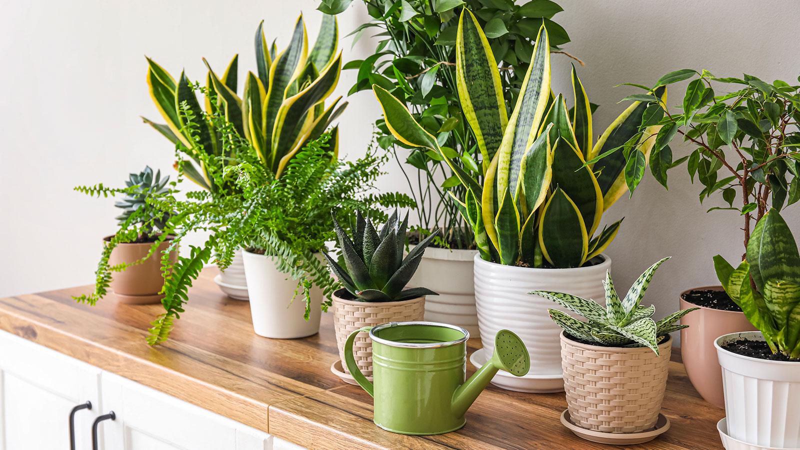 Comment avoir la main verte ? – Blog BUT