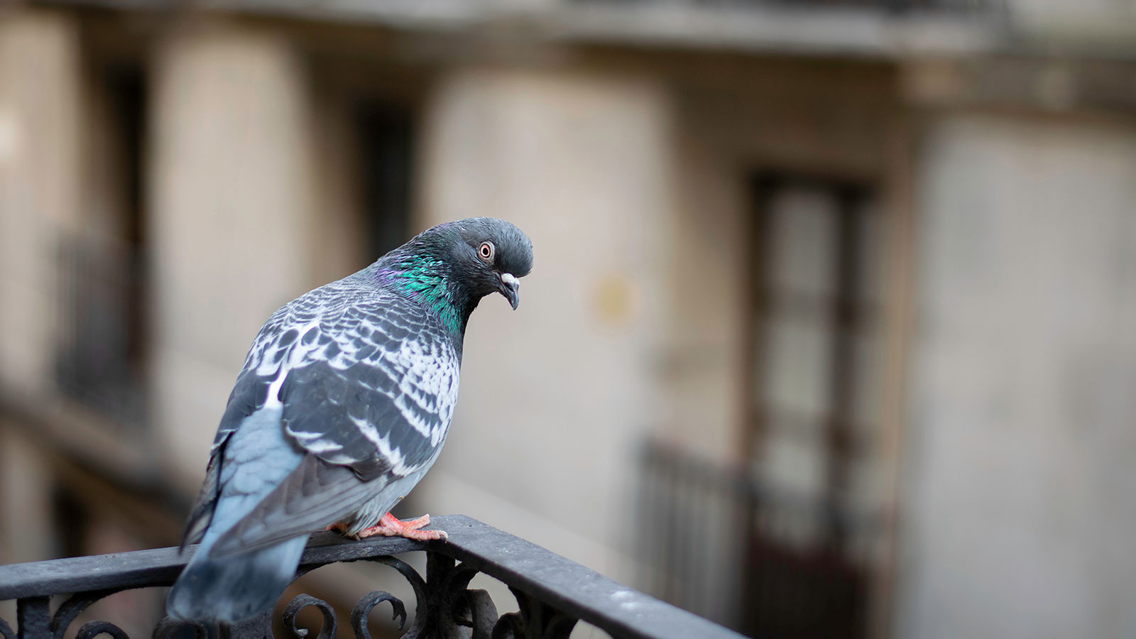 Comment éloigner les pigeons d'un balcon : 6 solutions – Blog BUT