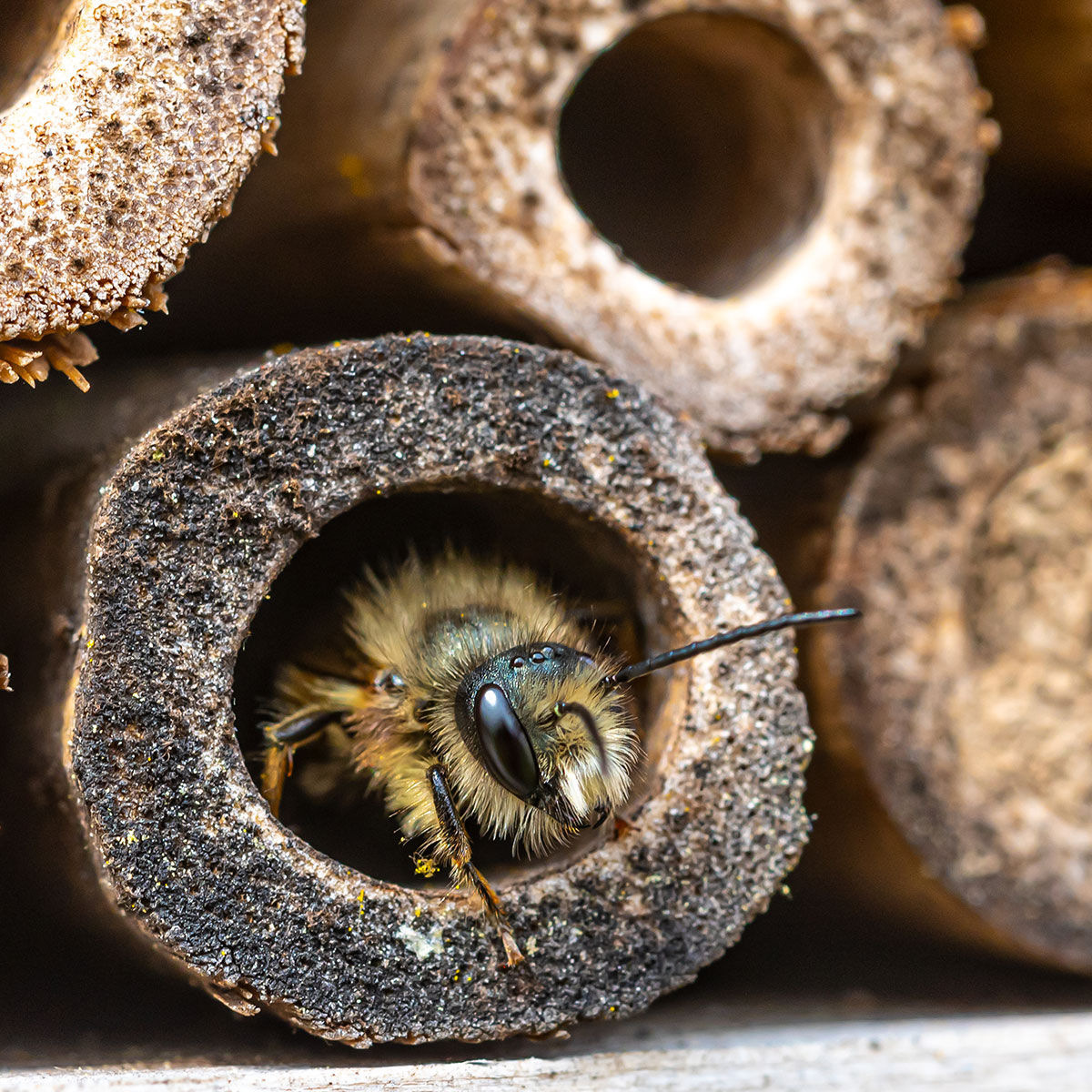 Biodiversité : à quoi sert une maison à insectes ? – Blog BUT
